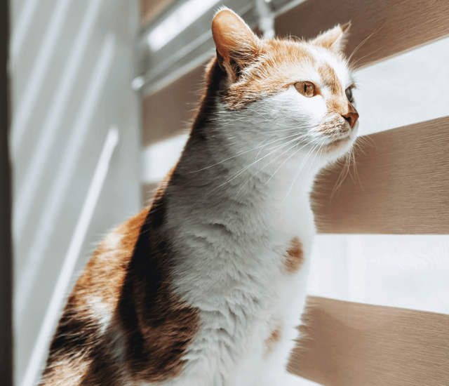 The Best Cat Proof Blinds and Shades to Consider